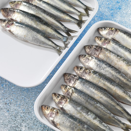 Food Storage Boxes & Trays